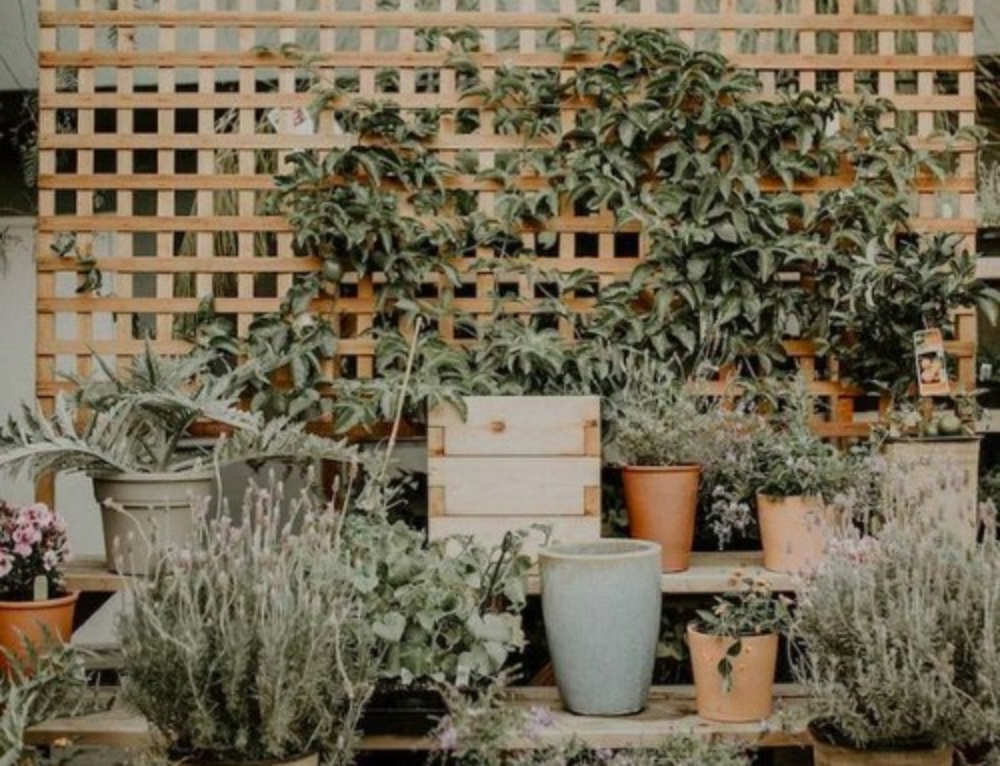 2020 Floral Trends - Showplace Floral & Event Design